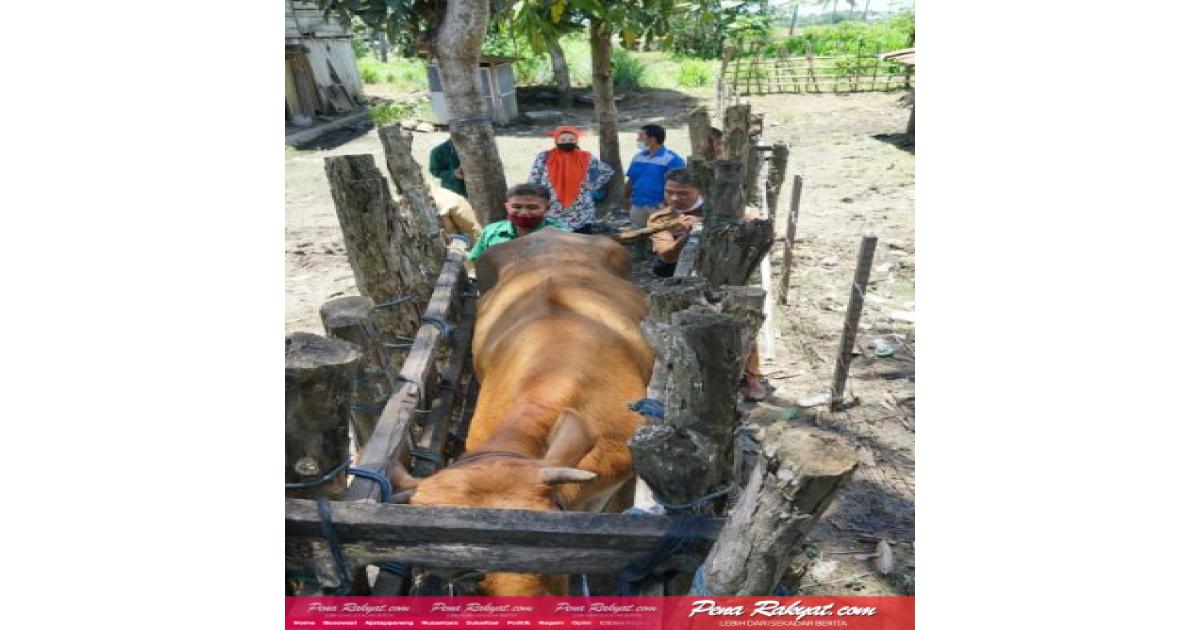 Transfer Embrio Sapi Cara Disnakkan Sidrap dan UPTD Pembibitan Ternak ...